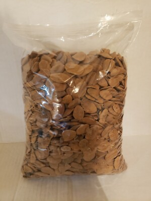 Abere Seeds Miracle Seeds (Hunteria Umbellata) Diabetes seeds Jumbo ...