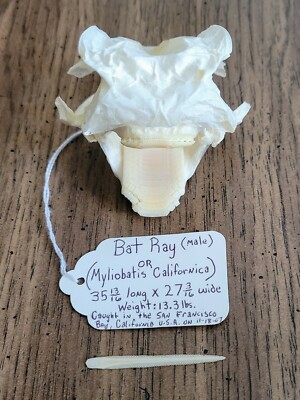 "Museum Quality" (BAT RAY SKULL-JAW & BARB COMBO) with DATA, stingray ...