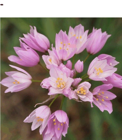 ALLIUMs MIXED GARDEN FIREWORKS SPRING SUMMER FLOWERS ALIUM BULBS ...