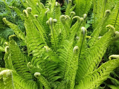 Fiddlehead Fern - Bare Root Outdoor Live Garden Plant | eBay