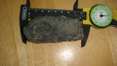 B107 Fossil Cetacean Bullae Inner Ear Bone Mammal Extinct Whale | eBay