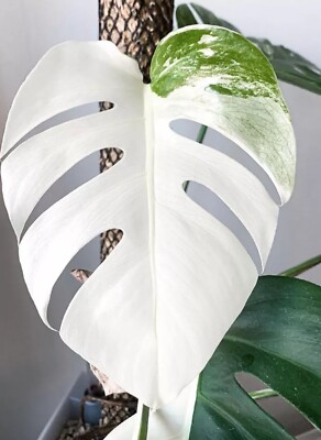 Monstera Variegata Samen