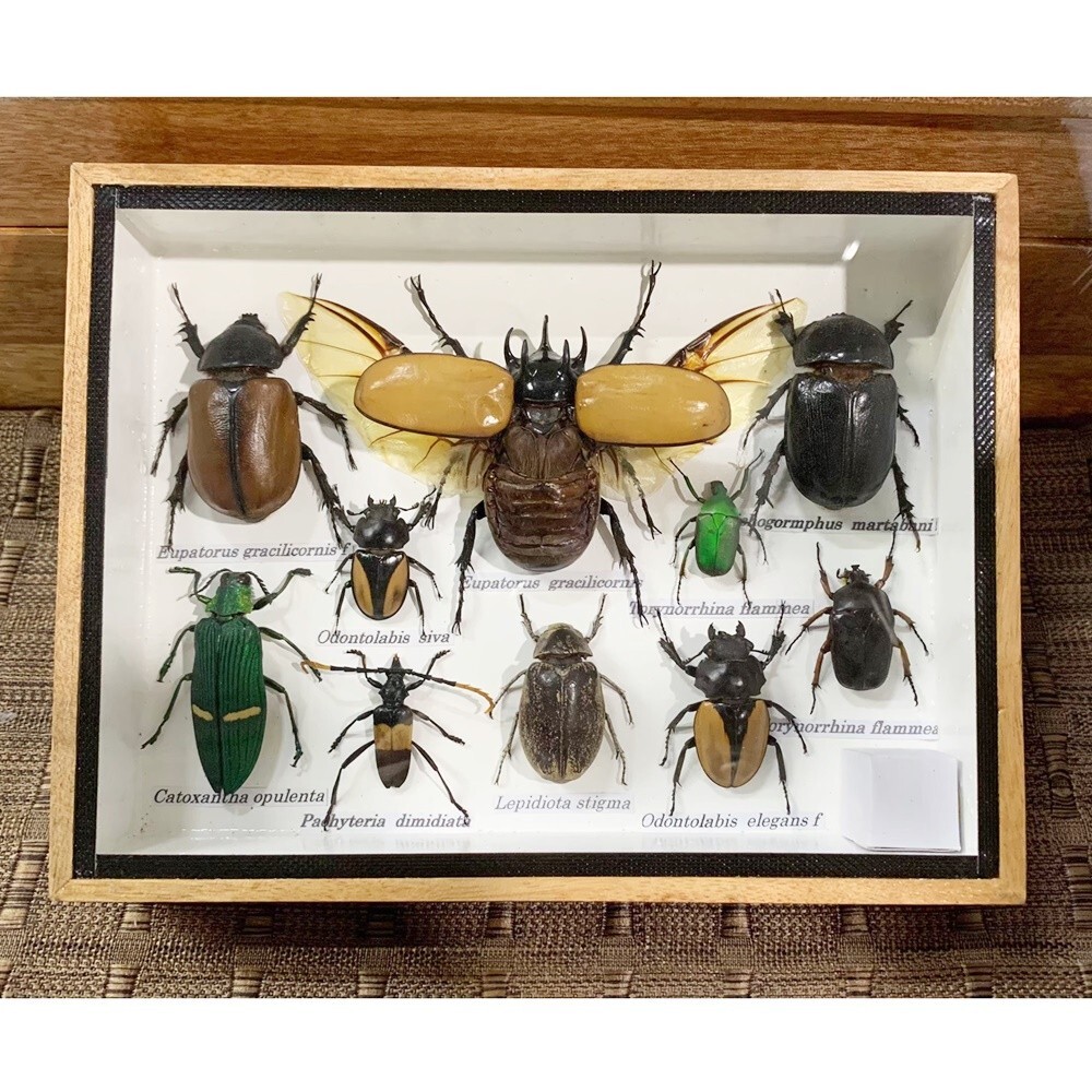 Real Images Of Insects I Made A Video Game, Bug & Seek, That's All