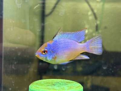 BREEDING PAIR Electric Blue Rams cichlid PAIR 1M/1F. Standard Body USA ...