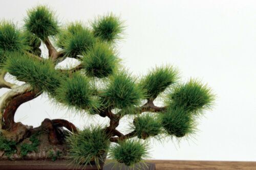 New PLATZ 1/12 Scale The BONSAI Ichi Plastic Model Kit BON-01 MATSU ...