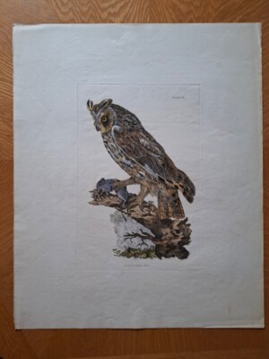ORNITHOLOGY PRIDEAUX JOHN SELBY ANTIQUE BIRD ETCHING LONG EARED OWL ...