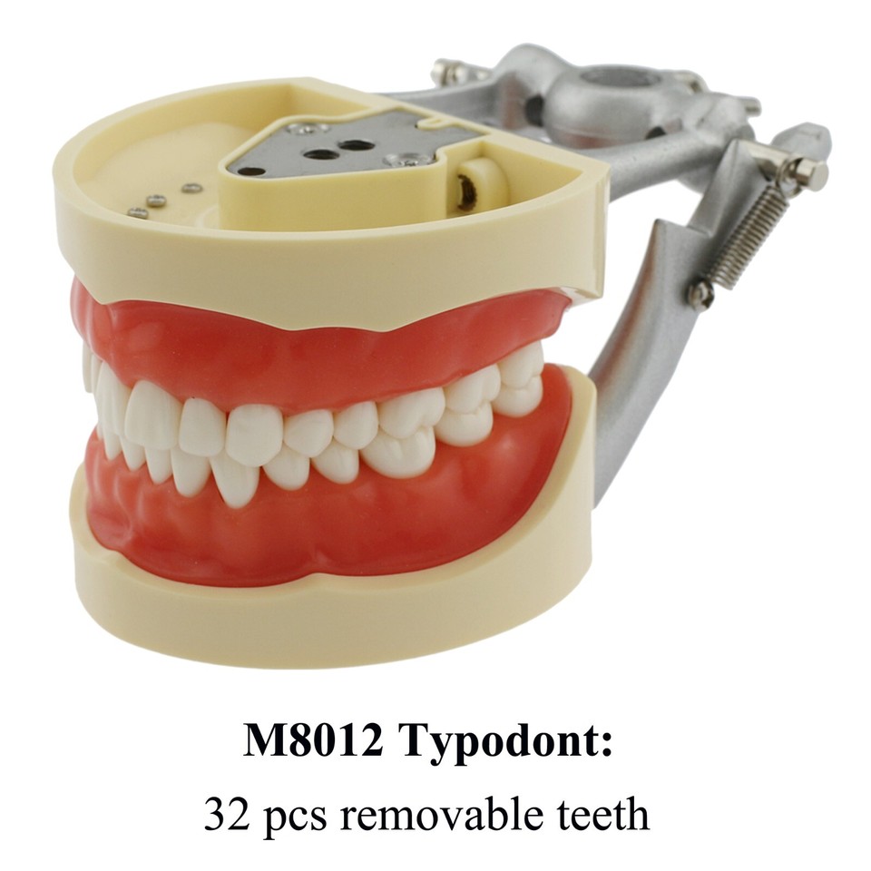 Dental Typodont Model Kilgore NISSIN 200 500 Teeth Mounting Pole ...