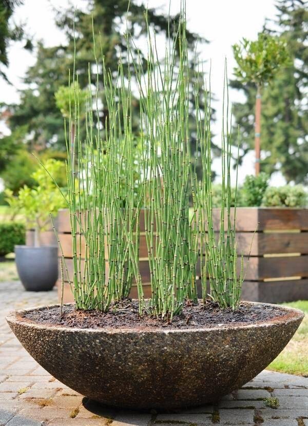 Horsetail Reed Grass