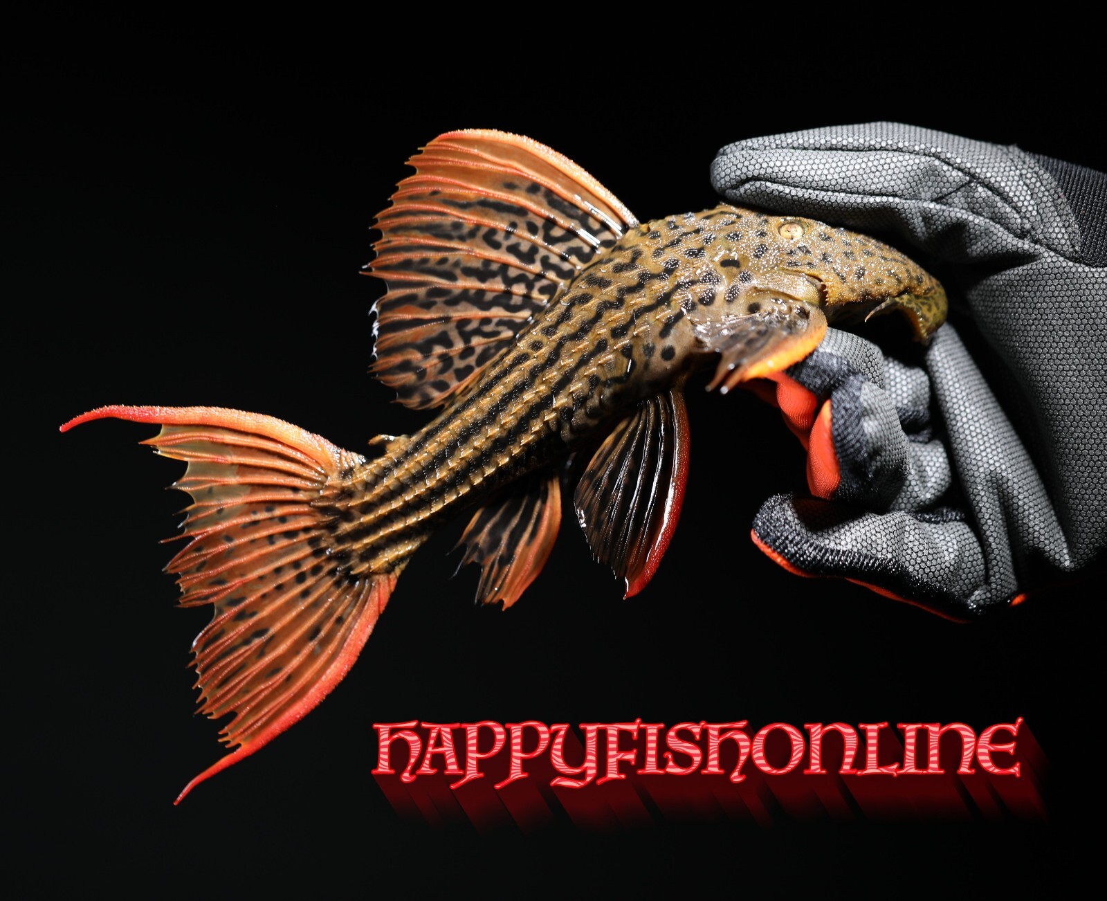 BREEDING PAIR SUPER RED L025 SAO FELIX SCARLET CACTUS PLECOS! LIVE FISH ...