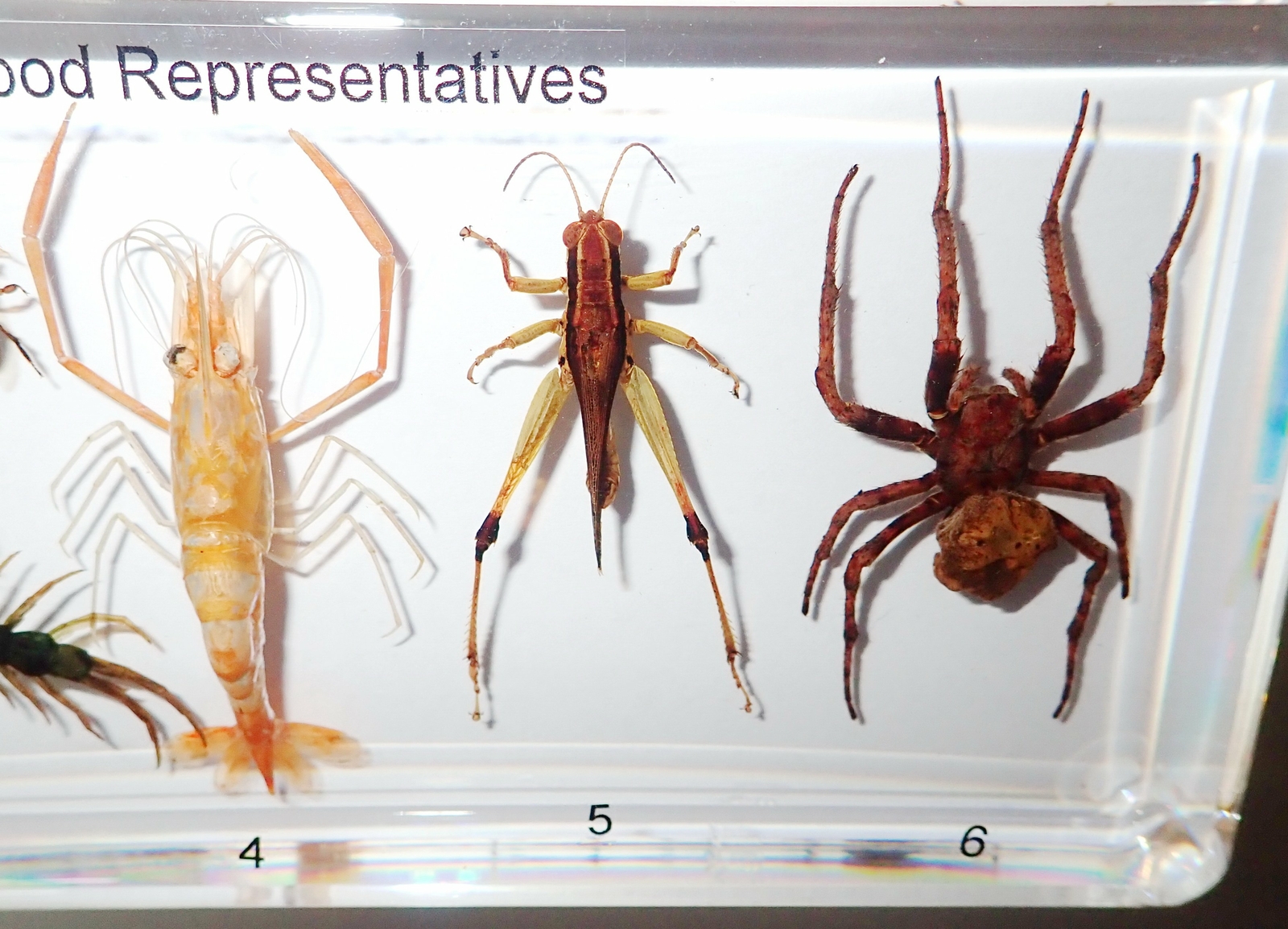 6 Arthropod Set Prawn Grasshopper Centipede Bee Butterfly Spider ...