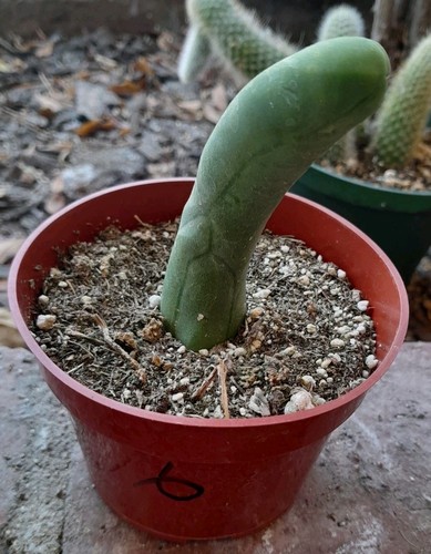 TBM Cactus Plant Ships In A 3.5" Pot Unique Species! Ornamental Cactus ...