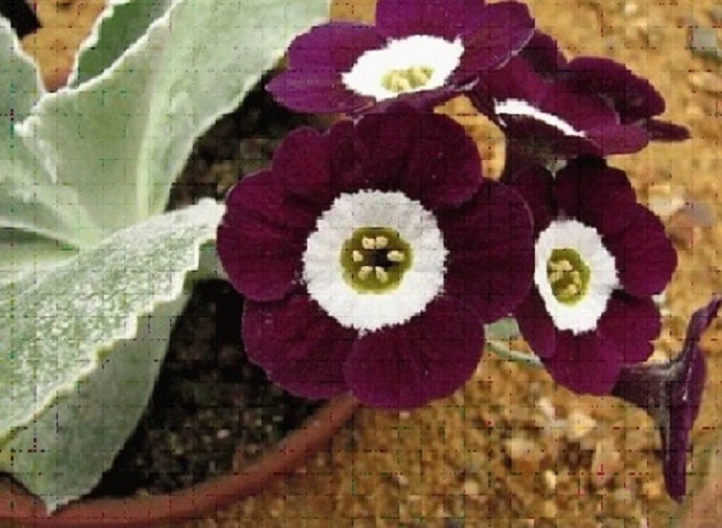 Violet Primrose Flower