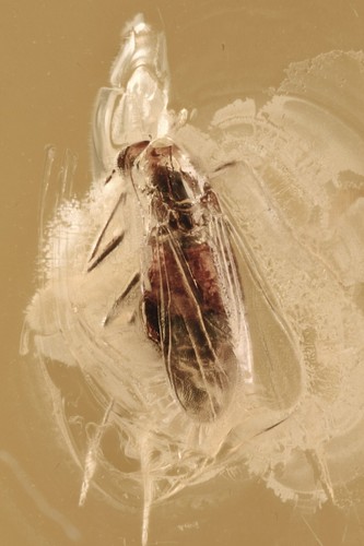 TRUE MIDGE Fossil Inclusion Genuine BALTIC AMBER Cabochon 240208-45 ...