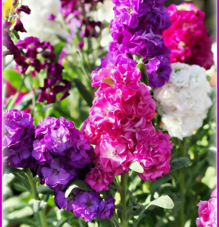 50 Evening Stock Matthiola Flower Seeds Mix | eBay
