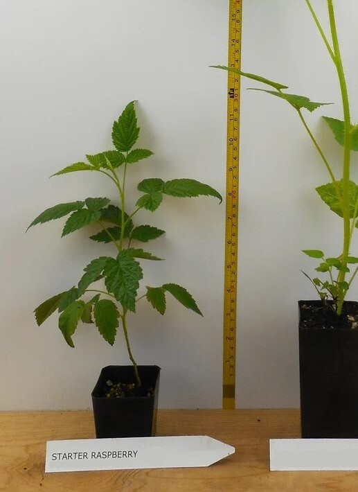 6 Boyne Early Season Red Raspberry Starter Plants - Well Rooted - Hardy ...
