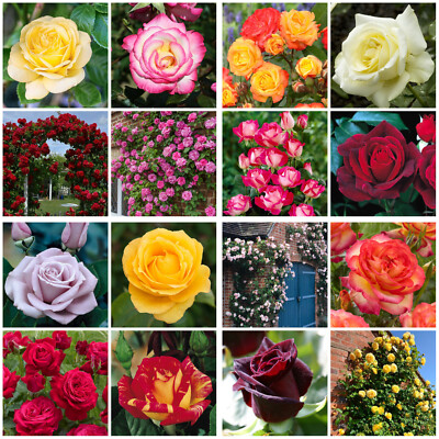 Rose Plants/Shrubs/Bushes/Roots For Garden-PICK YOUR OWN-22 VARIETIES ...