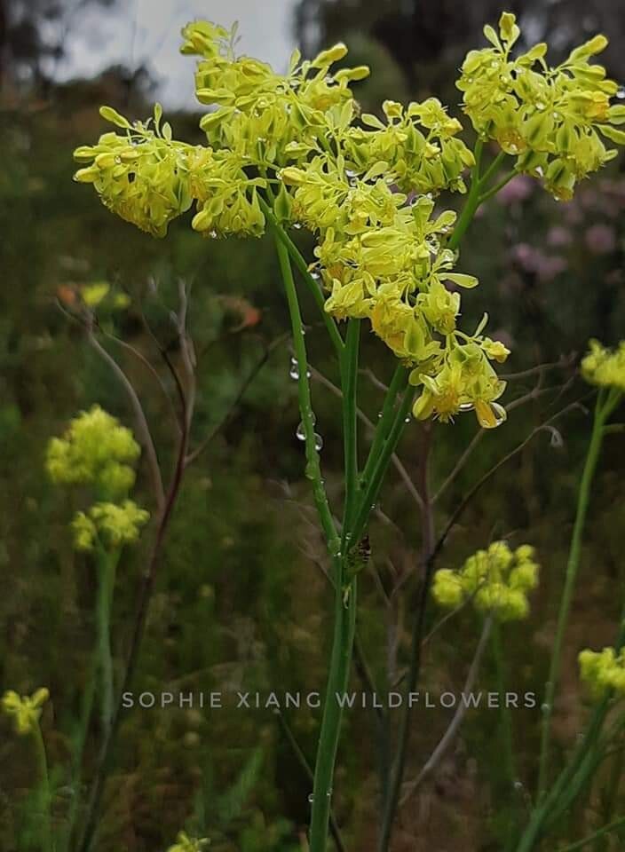Glischrocaryon aureum - Western Golden Pennants/Yellow Popflower - 20 ...