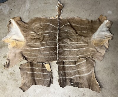 African Kudu Back Skin With Shoulder Sections 2 Springbok Safari Art ...