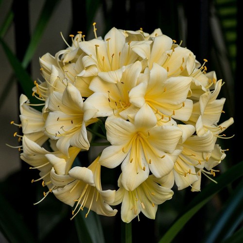 One Clivia miniata plant, split yellow, Sir John / 1.5 gallon size | eBay