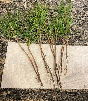 (10) PONDEROSA PINE TREE Seedlings bareroot FAST GROWING EVERGREENS ...