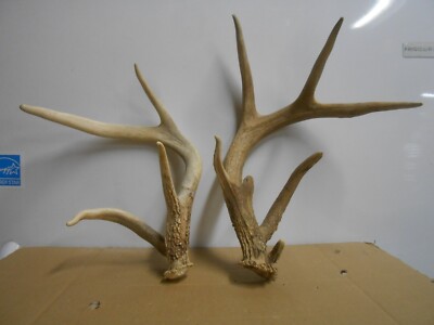 2 NON typical DOUBLE BEAM Wild WHITETAIL DEER ANTLER SHED antlers mule ...