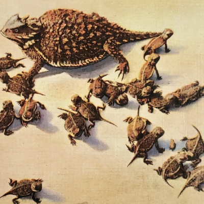 Desert Horned Lizard Drawing Coast Horned Lizard Or Horny Toad Art