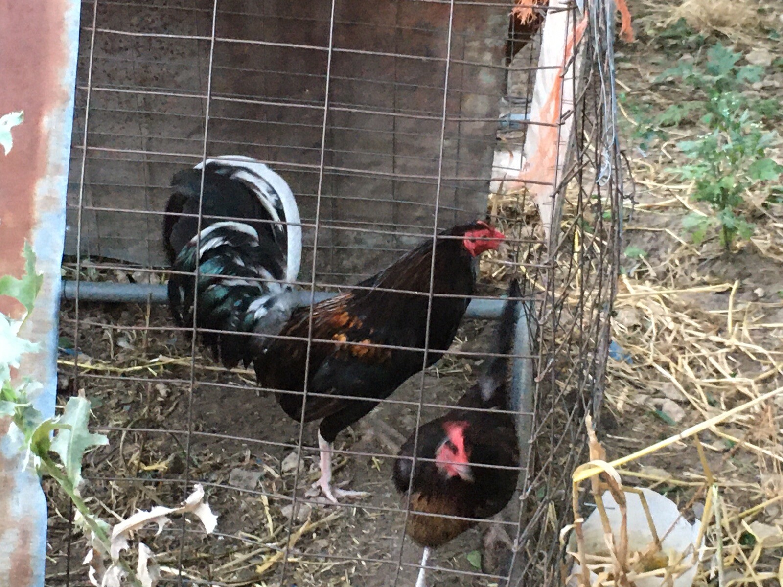 6+ brass Back Boocher Game Fowl Hatching Eggs | eBay