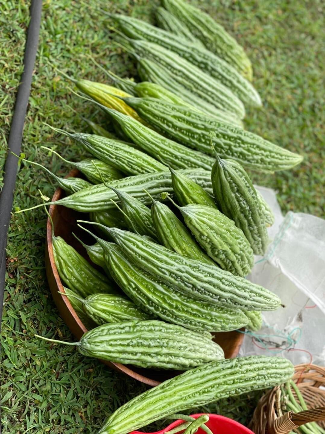 20+ Philippine Long Ampalaya- Organic Heirloom Bittergourd, Bittermelon ...