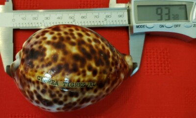 GIANT Cypraea Tigris 93+mm Collectible Sea Shell - GEM Incredible ...