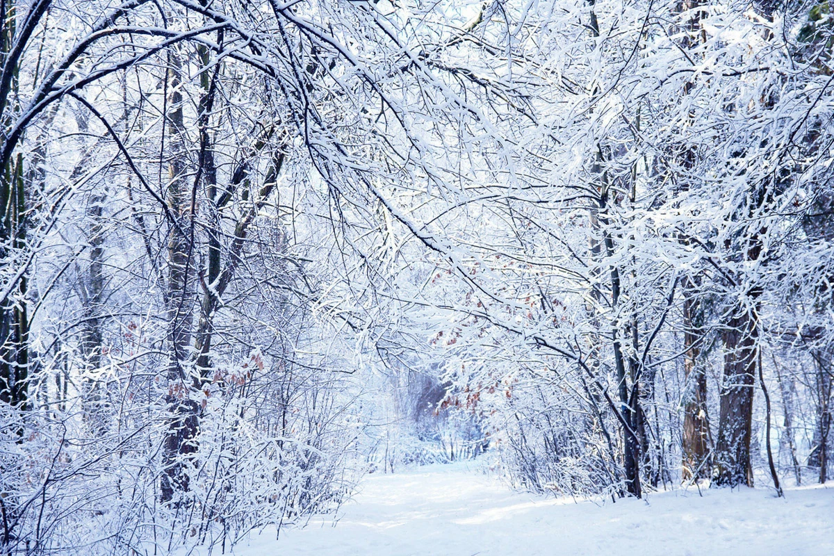Winter Photography Backdrops