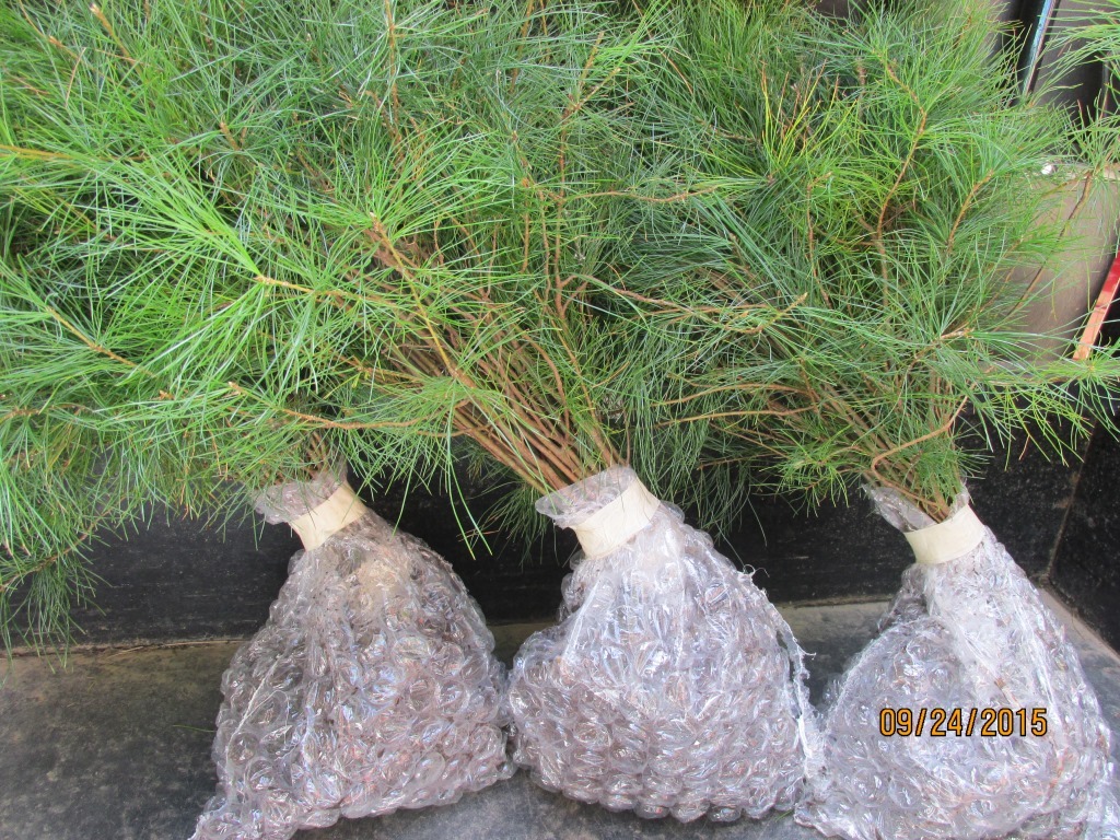 30 Winter Grown White pine Starter trees 10"-14" tall Winter fresh ...