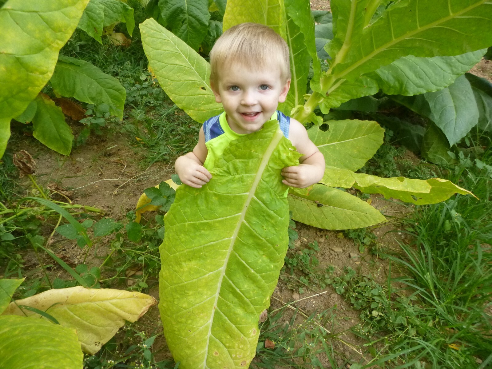 Golden Burley Heirloom Tobacco Seed - 1,000+ Seeds - HUGE YIELDS! | eBay