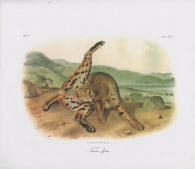 1989 Audubon Vintage "Texan Lynx" Cleaning Herself Mammal Color Art ...