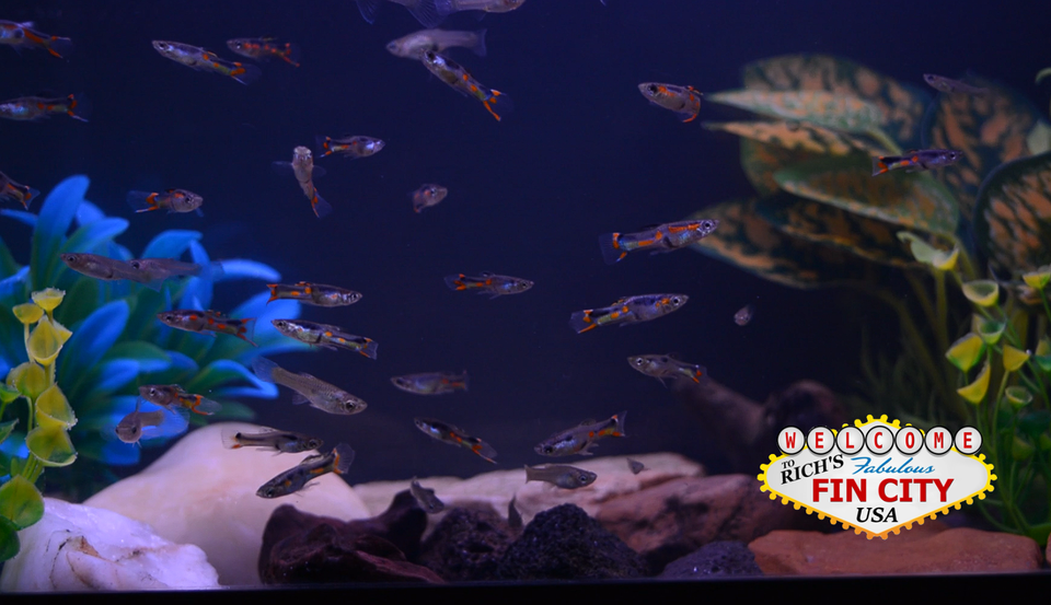 Painted Orchid Endlers - 3 pair ( 3 male, 3 female) + 1 bonus fish ...