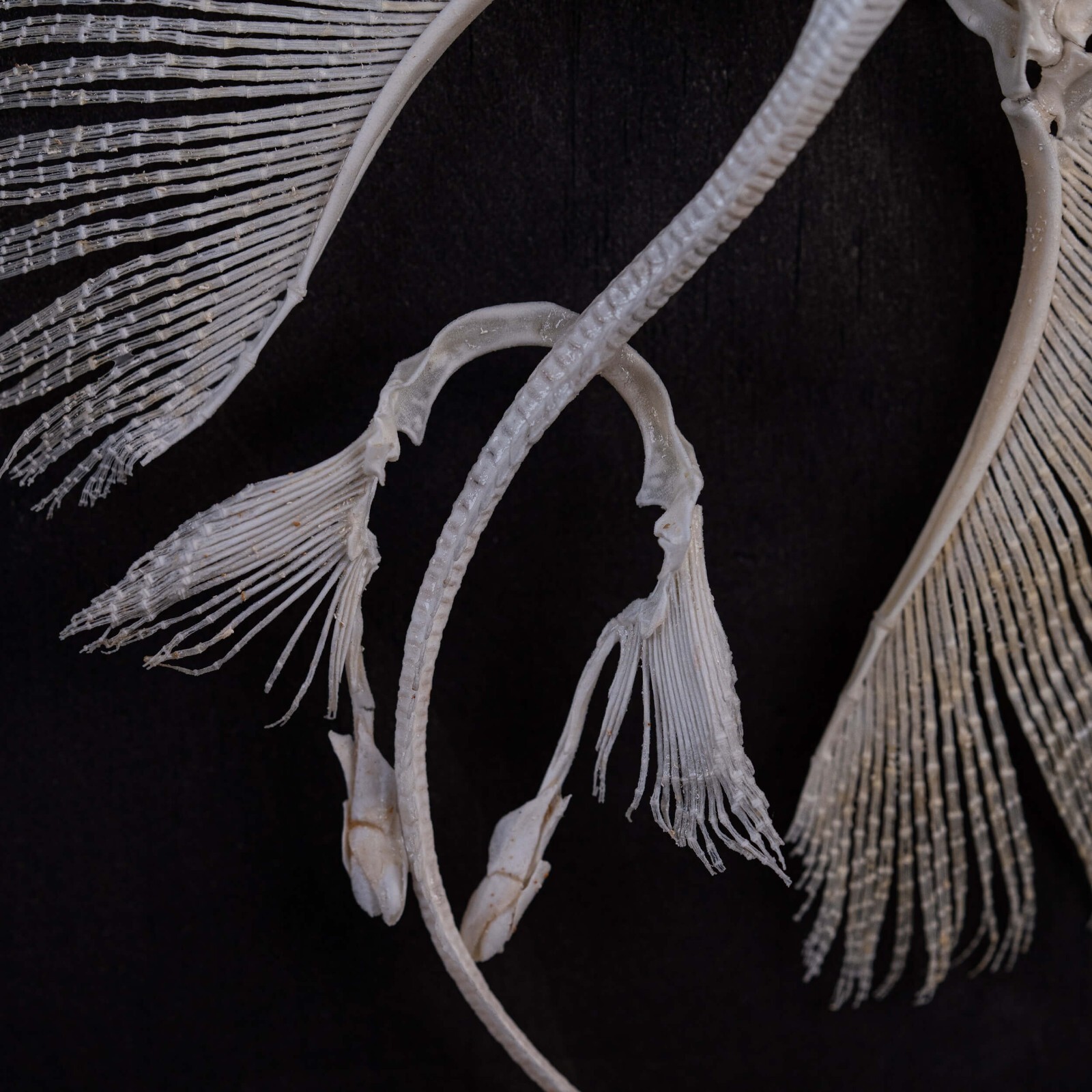 Real Stingray Skeleton, Butterfly shaped ray, manta taxidermy, Stingray ...