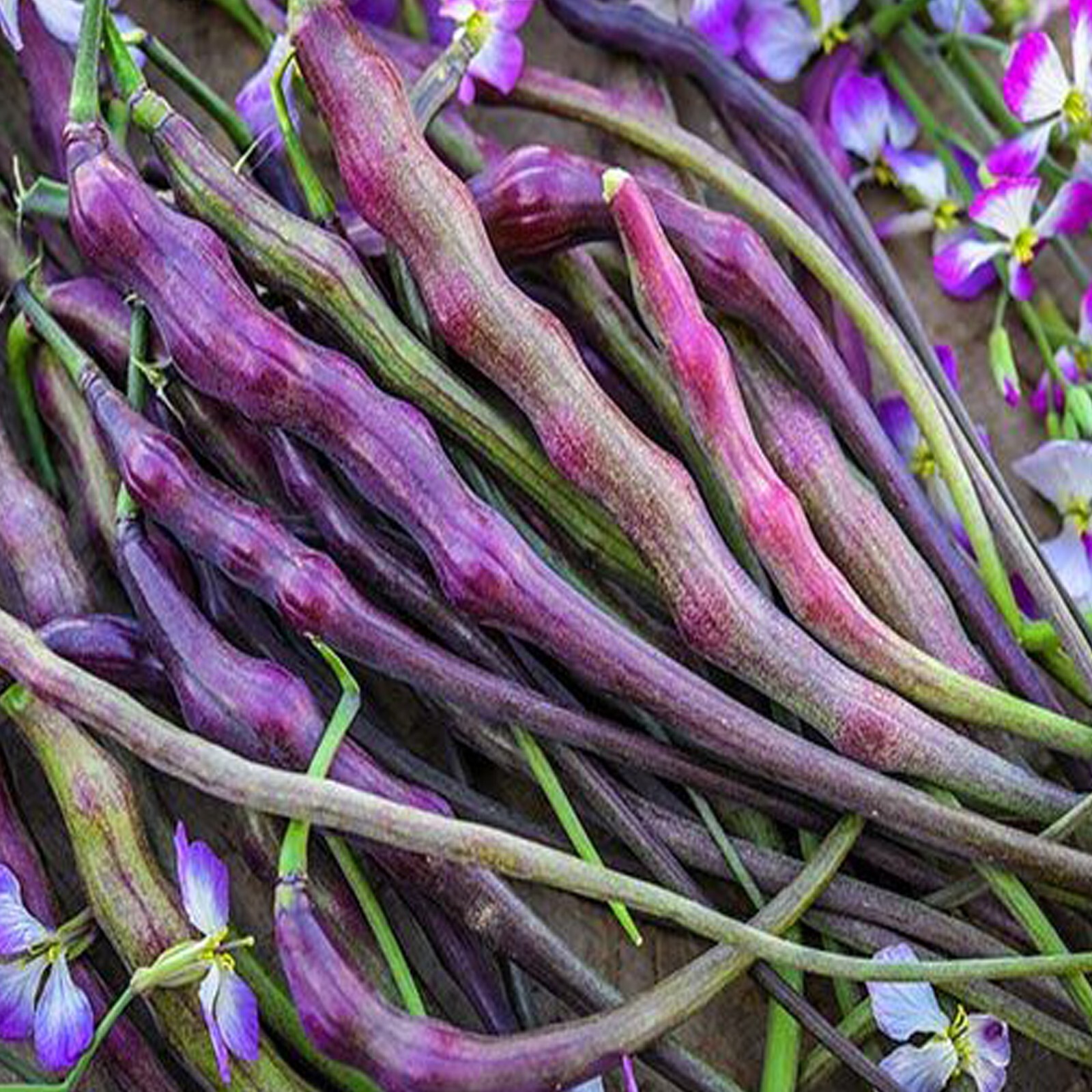 RADISH Rat Tailed 65+ Seeds A RARE Seeds BEST THAI RADISH Vegetable ...