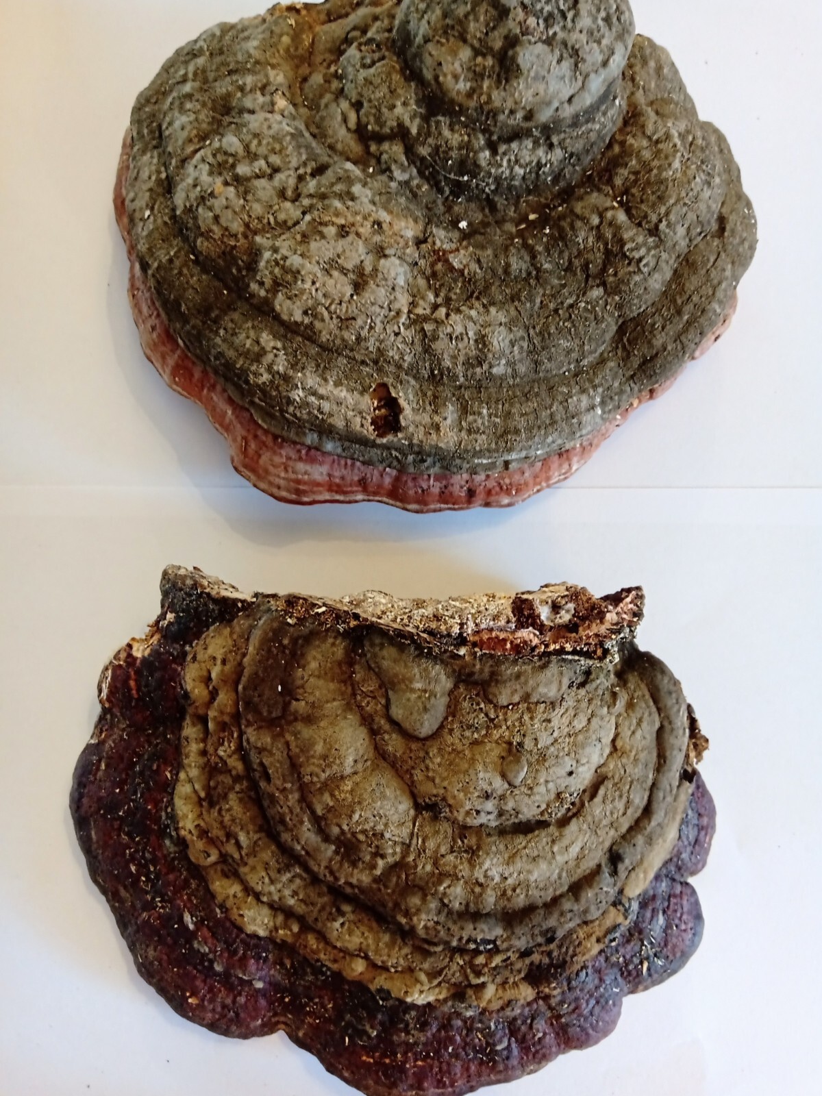 2 Extra Large Dried Conk Fungus Pine tree Fungus Mushroom Crafts real ...