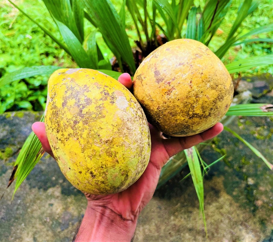 300+ Dried BAEL FRUIT LEAVES Beli Mal Leaf Tea, Bilva, Bel Patri- Aegle ...