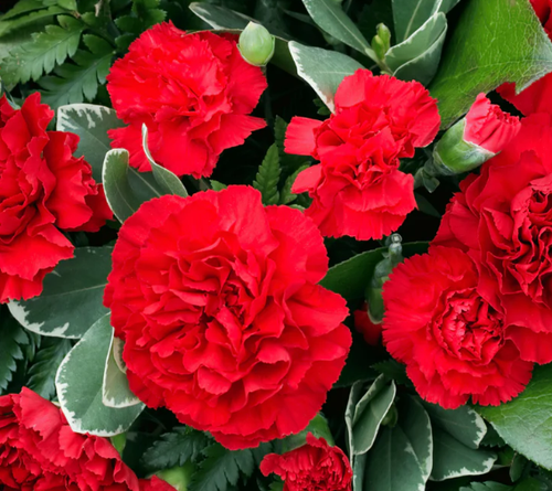 Carnation ETINCELLANT RED Pollinators Fragrant Cut Flowers Non-GMO 200 ...