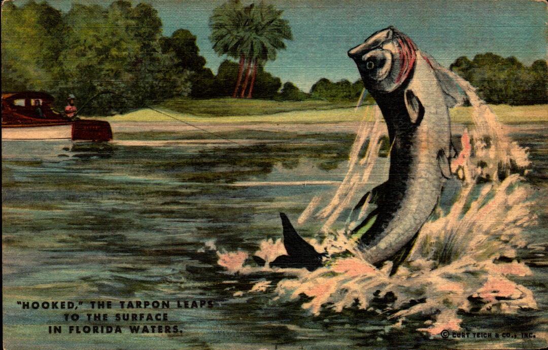 FLORIDA TROPICAL SERIES POSTCARD-"HOOKED" THE TARPIN LEAPS TO THE ...