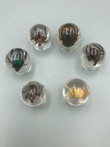 6 Contemporary Sulphide Marbles containing various real bugs | eBay