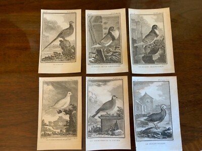 S/6 Small French Lithographs Birds Circa 18th Century | eBay