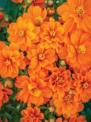 200+ Cosmic Orange Cosmos Seeds for Garden Planting - USA - FREE ...