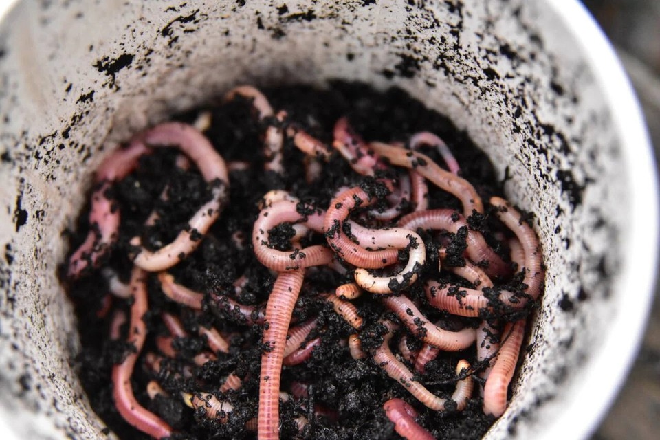 Dynamite Baits Worms & Lobworms | eBay UK