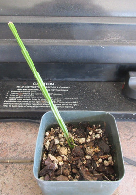 Rhipsalis Sulcata 1 Rooted Stem | eBay