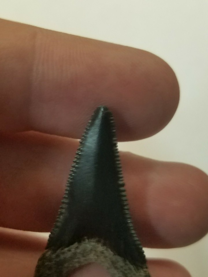 1.57 Lower Great White Tooth Fossilized | eBay