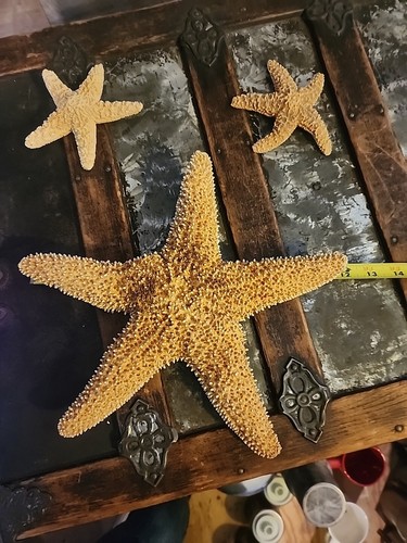 Real Starfish Dried Out 12" large ocean beach nautical set decor | eBay