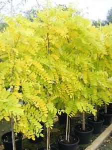 Golden Leaved Hardy Tree Robinia 'False Acacia' 1 or 2 12L Plants T&M ...