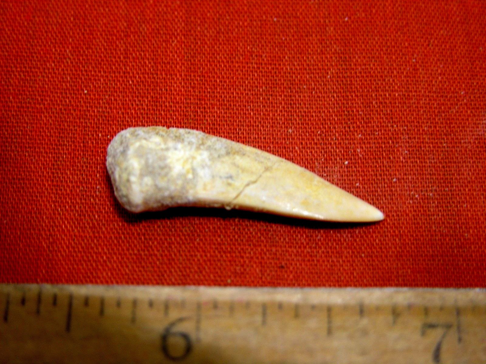 Saber tooth Herring fossil tooth Enchodus Cretaceous 1 inch V28 | eBay