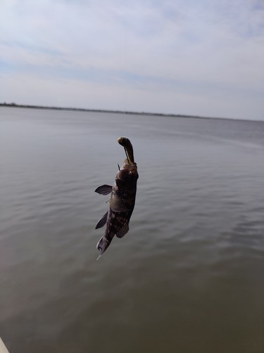 Zebco Genesis Rod Reel Combo Cork Handle for sale online | eBay